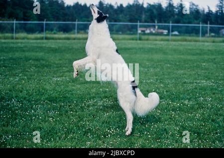 A Borzoi dog jumping to catch a treat Stock Photo - Alamy