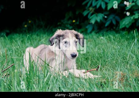A Borzoi puppy laying in grass Stock Photo - Alamy