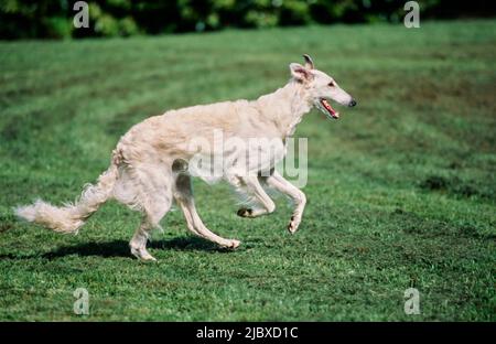A Borzoi dog running through a field of green grass Stock Photo - Alamy