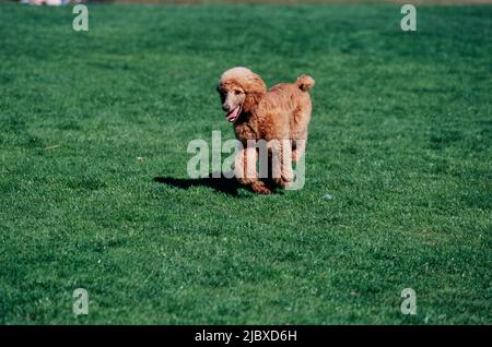 A standard poodle running across a green lawn with a tennis ball in its ...