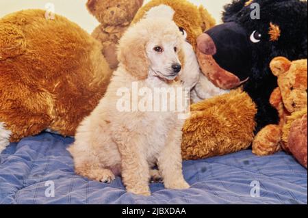 A standard poodle puppy with stuffed toys Stock Photo - Alamy