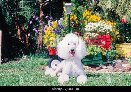 A standard poodle laying in grass with a colorful garden behind it ...