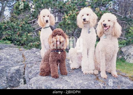 Four standard poodles sitting on a large rock Stock Photo - Alamy