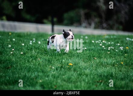 A pied French bulldog running through green grass Stock Photo - Alamy