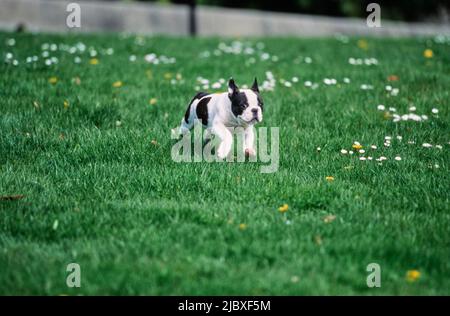 A pied French bulldog running through green grass Stock Photo - Alamy