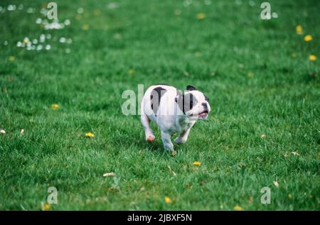 A pied French bulldog running through green grass Stock Photo - Alamy