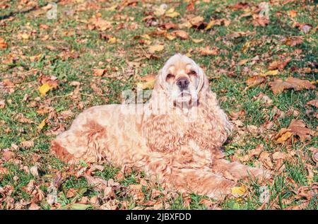A golden colored American Cocker Spaniel laying in grass and leaves ...