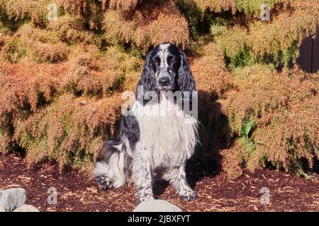 A black and white ticked English cocker spaniel sitting in grass in ...