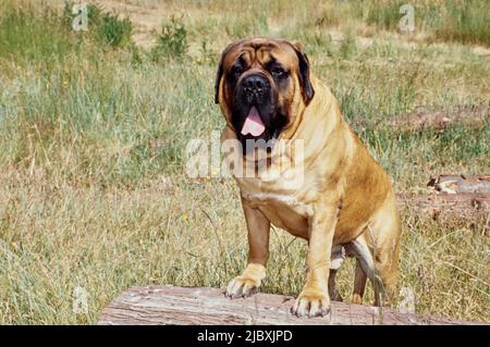 An English mastiff dog standing with its front paws on a log Stock ...