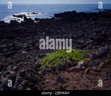 View of Capers plant on the lava rocks, Sicily Stock Photo - Alamy