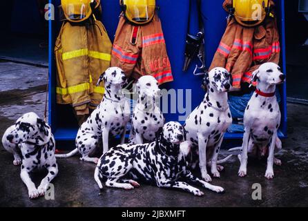 Several dalmatians sitting in front of firefighter gear Stock Photo - Alamy