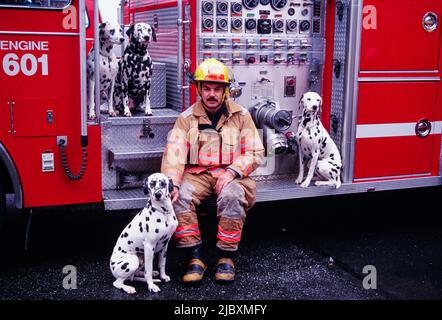 Dalmatians and firefighter sitting in a fire engine Stock Photo - Alamy