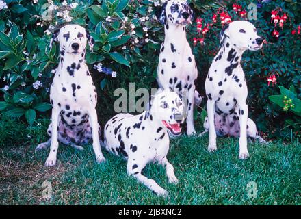 Four dalmatians sitting in a garden Stock Photo - Alamy