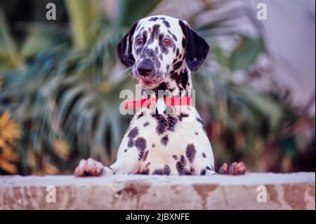 Dalmatian looking over wall with paws up Stock Photo - Alamy