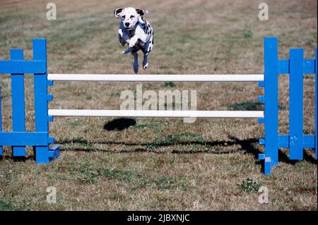 Dalmatian jumping over an obstacle gate Stock Photo - Alamy