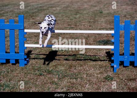 Dalmatian jumping over an obstacle gate Stock Photo - Alamy