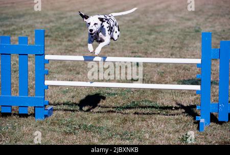 Dalmatian jumping over an obstacle gate Stock Photo - Alamy