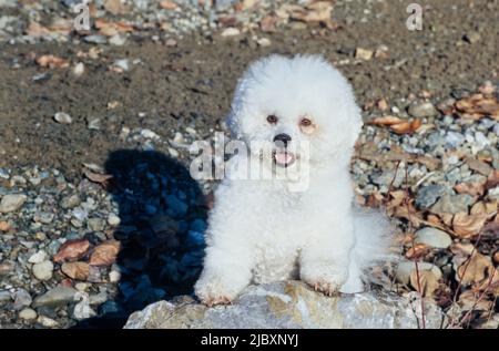 Bichon frise sitting up with his paws on a rock Stock Photo - Alamy