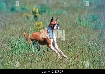 Boxer dog running through grassy field Stock Photo - Alamy