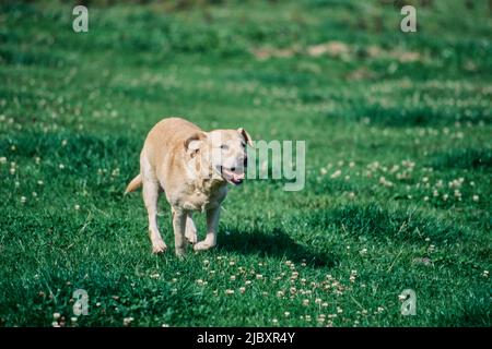 Yellow lab running in grass Stock Photo - Alamy