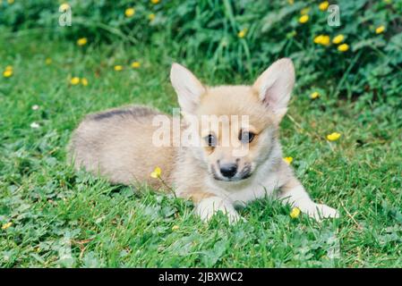 Corgi puppy outside on grass with yellow flowers Stock Photo - Alamy