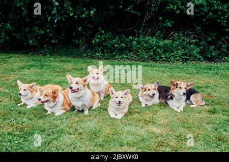 Seven corgis on grass Stock Photo - Alamy