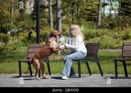 Beautiful woman with dog rhodesian ridgeback hound outdoors on a field ...
