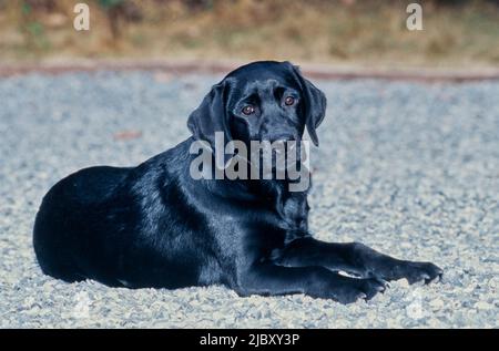 Young black lab laying on gravel Stock Photo - Alamy