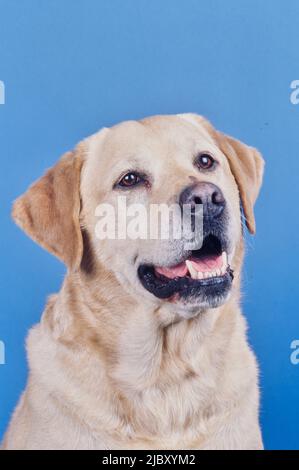 Yellow lab face on light blue background Stock Photo - Alamy