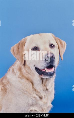 yellow lab face Stock Photo - Alamy