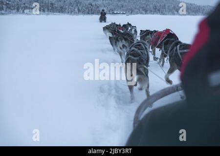 Sled dogs Winter scene in Swedish Lapland Stock Photo - Alamy