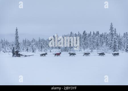 Sled dogs Winter scene in Swedish Lapland Stock Photo - Alamy