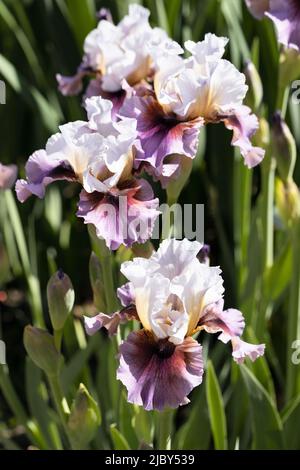 Iris 'Heart of Hearts' Stock Photo - Alamy