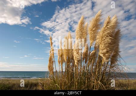 Toi toi in full bloom on coastal beach Stock Photo - Alamy