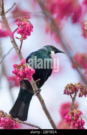 Tui bird in the cherry blossoms Stock Photo - Alamy