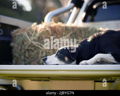 Farm dog laying on tray of truck next to bale of hay Stock Photo - Alamy