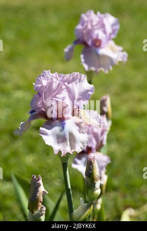 Iris 'Trouble' flowers Stock Photo - Alamy