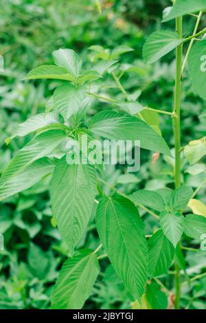 Jute mallow AKA Jew's mallow or Nalta jute plant has primary source of ...