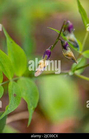 Lathyrus vernus flower growing in meadow Stock Photo - Alamy