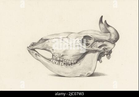 Skull of a cow (1816) by Jean Bernard (1775-1883). Original from The ...