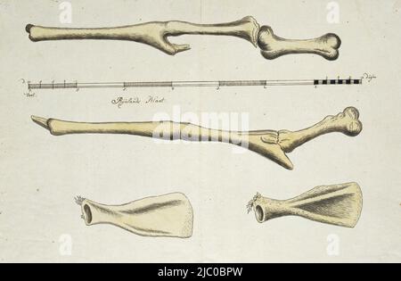 . Skeleton Parts of a Giraffe: The Front and Hind Legs, with Scale in ...