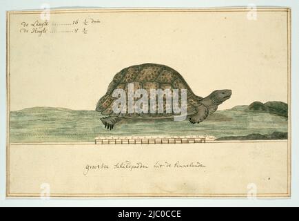 Testudo pardalis (Leopard tortoise), 1777 - 1786 drawing Large turtle ...