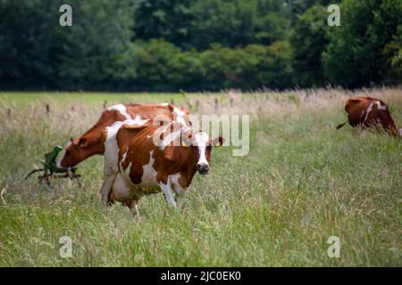 Dairy cows (Simmental) grazing in the Palatinate region, Germany Stock ...