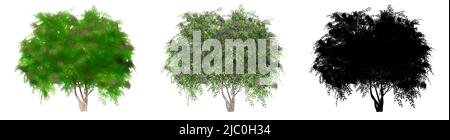 Set or collection of Black Elder trees, painted, natural and as a black ...