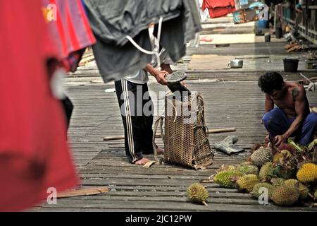 People organizing freshly harvested durian fruits at the terrace of the ...