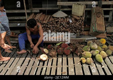 A man is opening harvested durians at the longhouse of the traditional ...