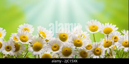 Beautiful chamomile flowers in meadow. Spring or summer nature scene ...