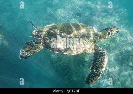 Green turtle swimming above coral reef in Komodo National Park Stock ...