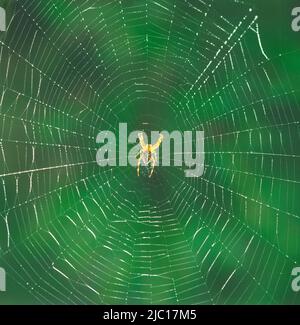 A closeup shot of a spider on a cobweb isolated on a black background ...