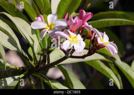 templetree, red plumeria (Plumeria rubra), flowers, USA, Hawaii, Mauna ...